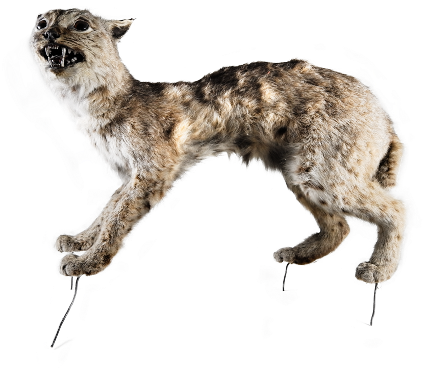 Download Wire Bobcat - Full Size PNG Image - PNGkit