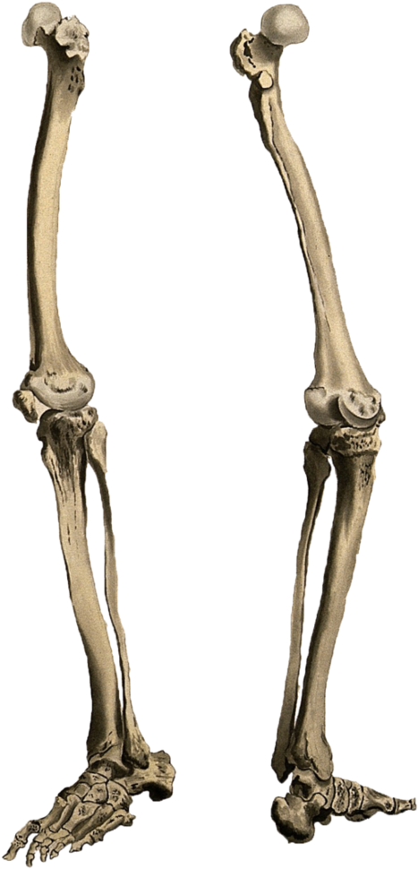 Download Leg Bone Png - Skeleton Legs Png - Full Size PNG Image - PNGkit