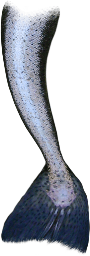 Download Transparent Mermaid Tail - Transparent Black Mermaid Tail ...