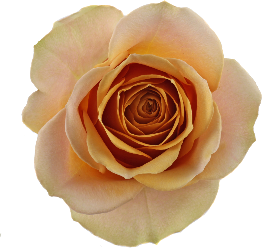 Download Available Stem Size - Golden Mustard Rose - Full Size PNG ...