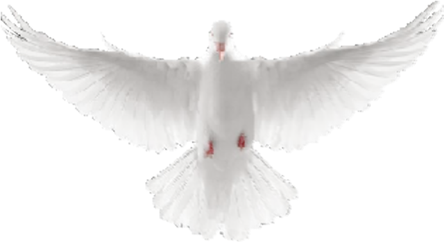 Download Dove Avatar 1515040674 - Flying Dove - Full Size PNG Image ...