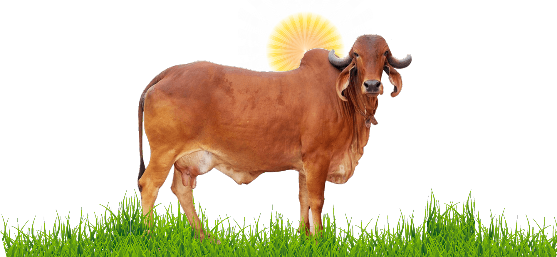 Download Gir Cow Surya Ketu Nadi - Gir Cow - Full Size PNG Image - PNGkit