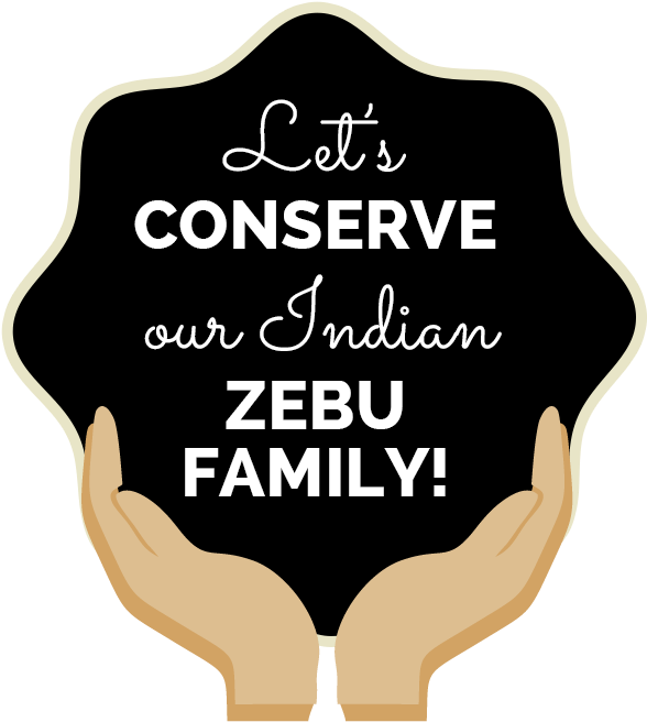 Download Zebu-family - Illustration - Full Size PNG Image - PNGkit