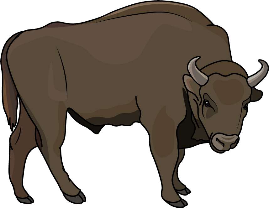 Download How To Draw A Bison, Animals, Zoo, Easy Step By Step - Bull ...