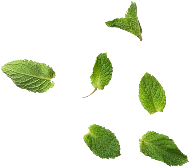 Download Mint Leaves - Mint Leaf Png - Full Size PNG Image - PNGkit