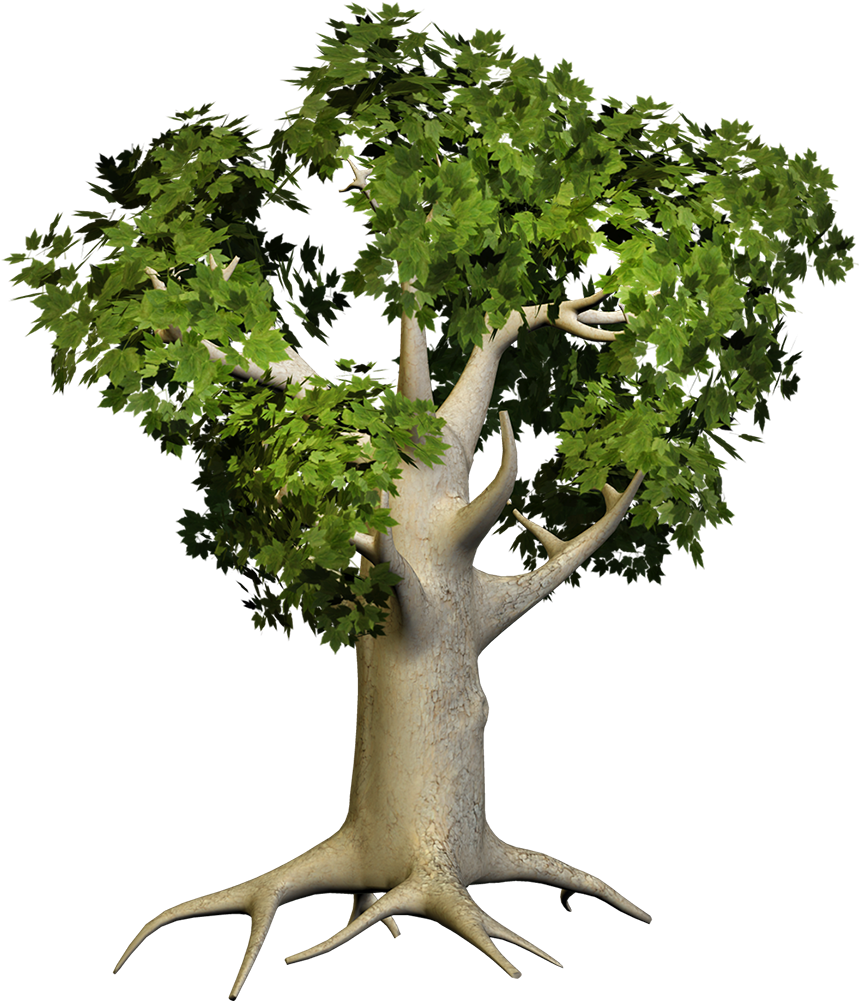 Download Big Tree Png - Full Size PNG Image - PNGkit