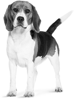 Download Transparent Beagle - Dog - PNGkit