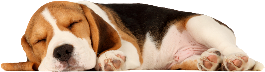 Download Gnash Westgate - Sleeping Beagle - Full Size PNG Image - PNGkit