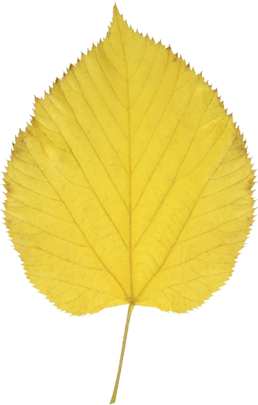Download Aspen Leaf Clip Art Clipart - Autumn - Full Size PNG Image ...