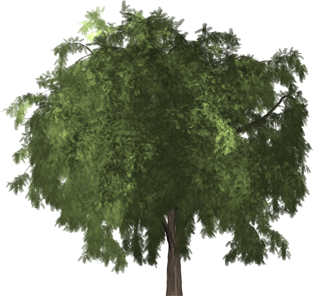 Download Pepper Tree - Schinus Molle Png - Full Size PNG Image - PNGkit