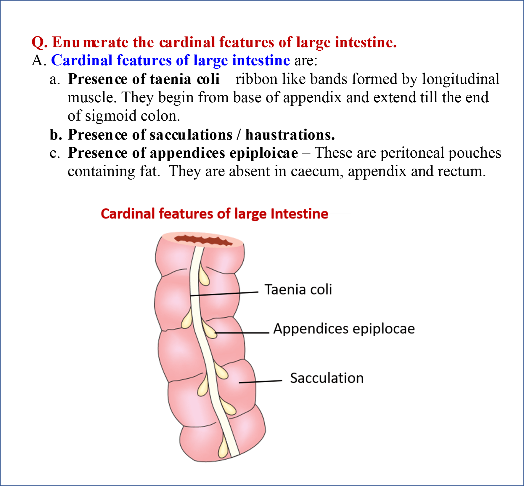 Download Large Intestine - Large Intestine Special Features - Full Size ...