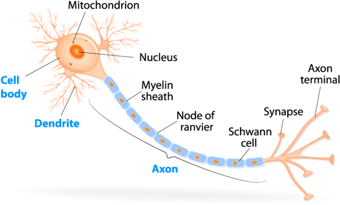 Download Transparent Structure Of A Typical Neuron - PNGkit
